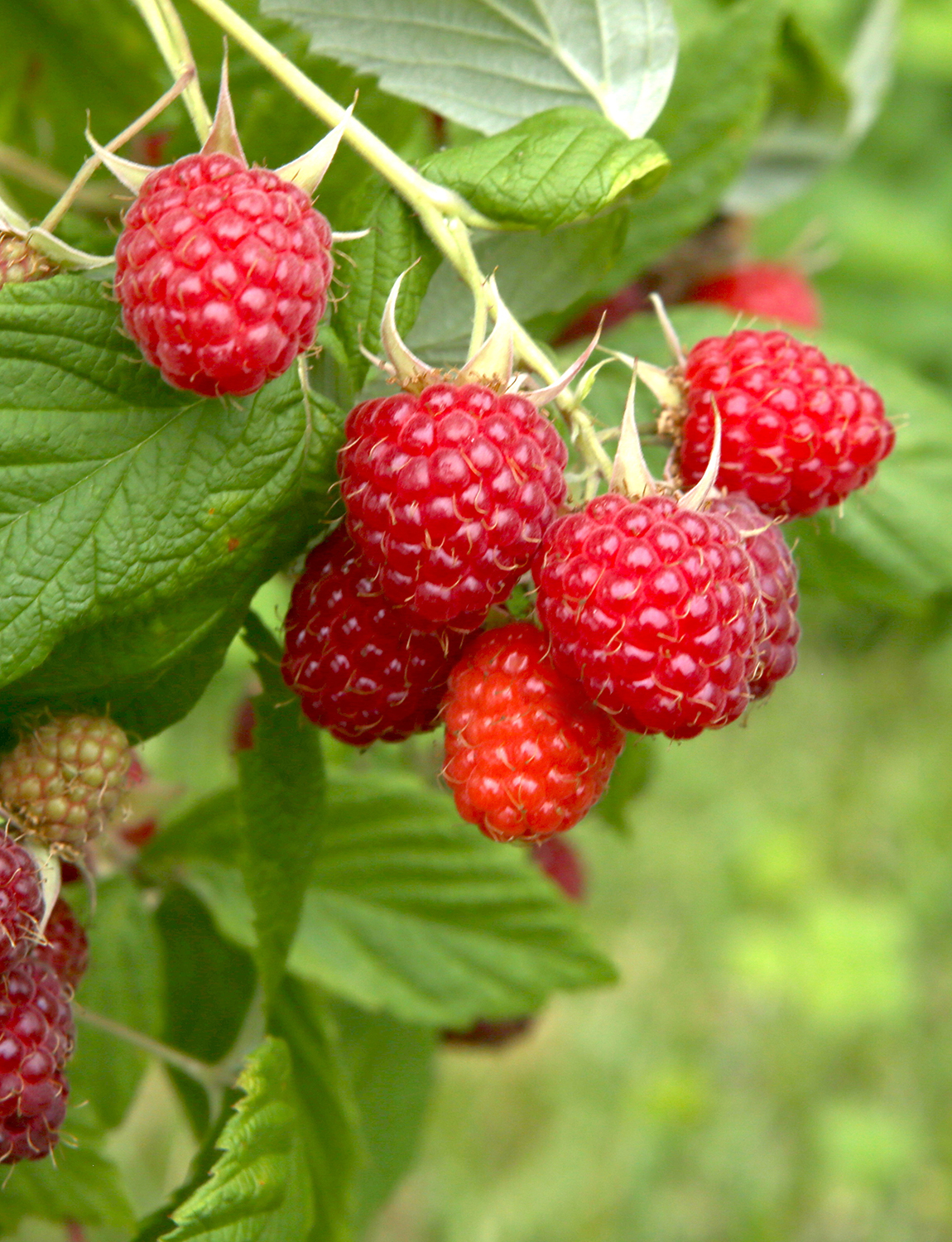 Raspberries - Chambers